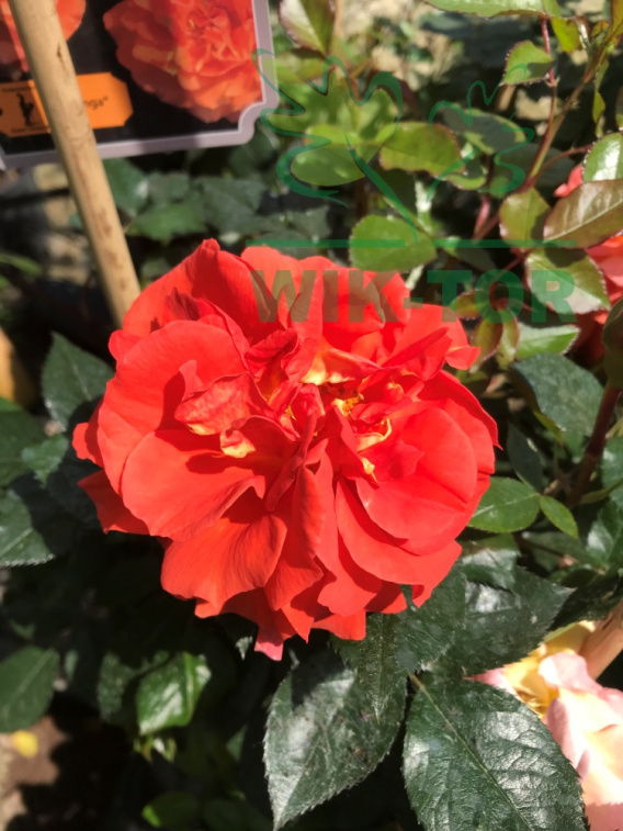 Róża pnąca Naranga® - Ogrodniczy sklep internetowy WIK-TOR